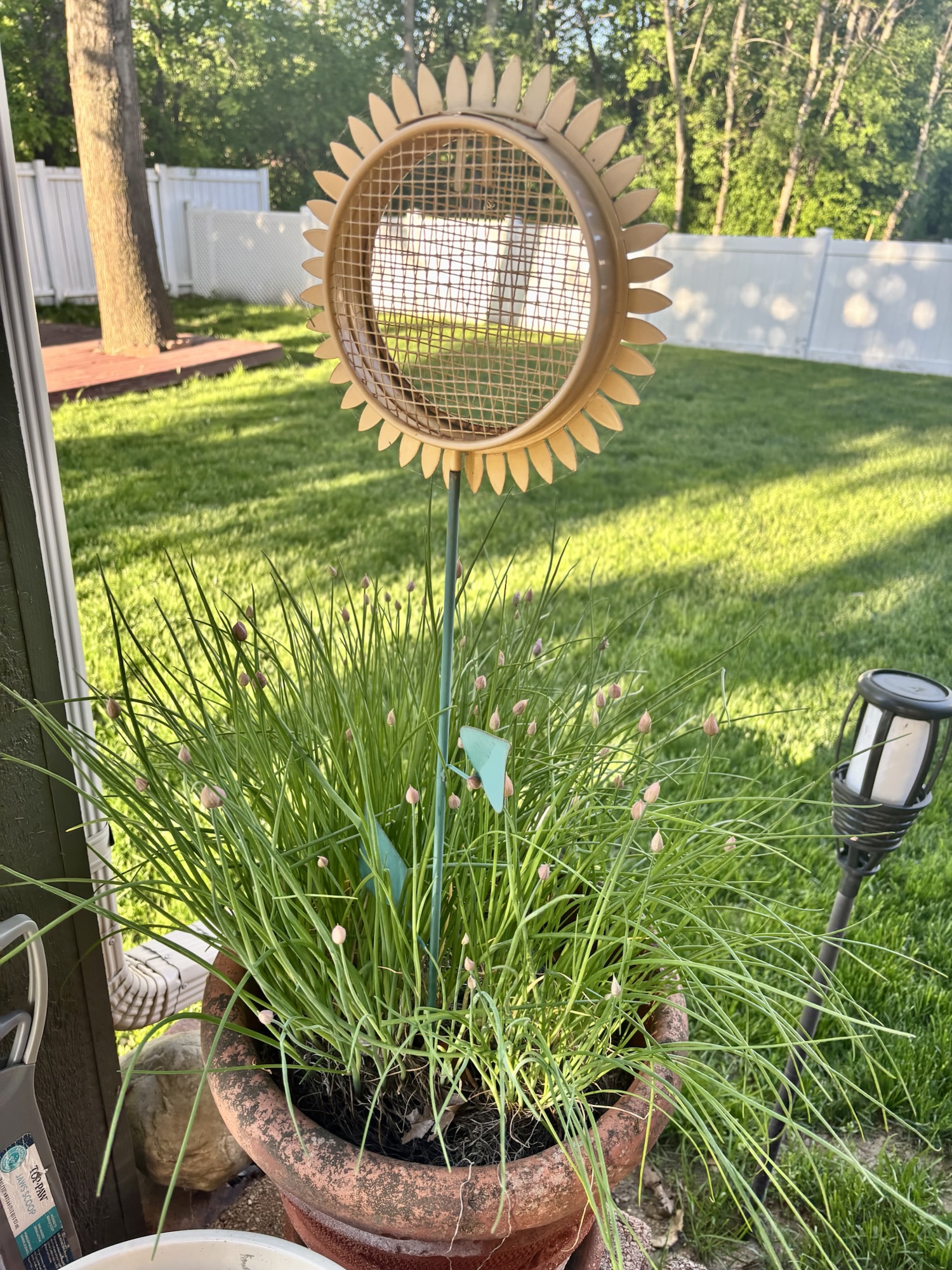 The Chives Come Back! #perennials – Smriti "Simmi" D. Isaac